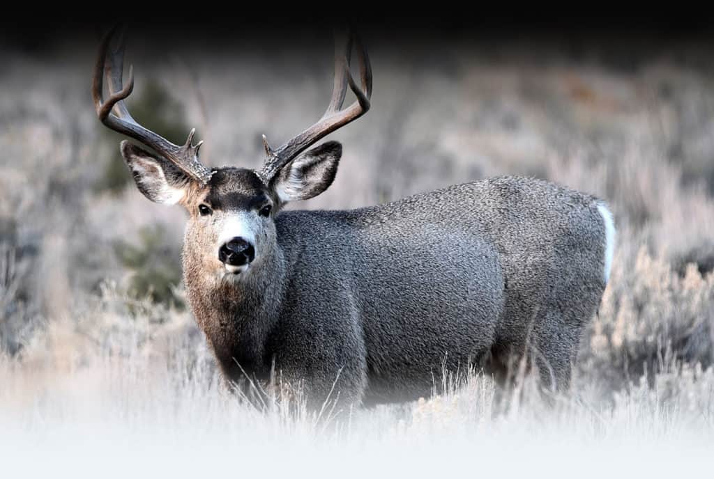 Guided Mule Deer Hunting Outfitters & Adventures BC Canada