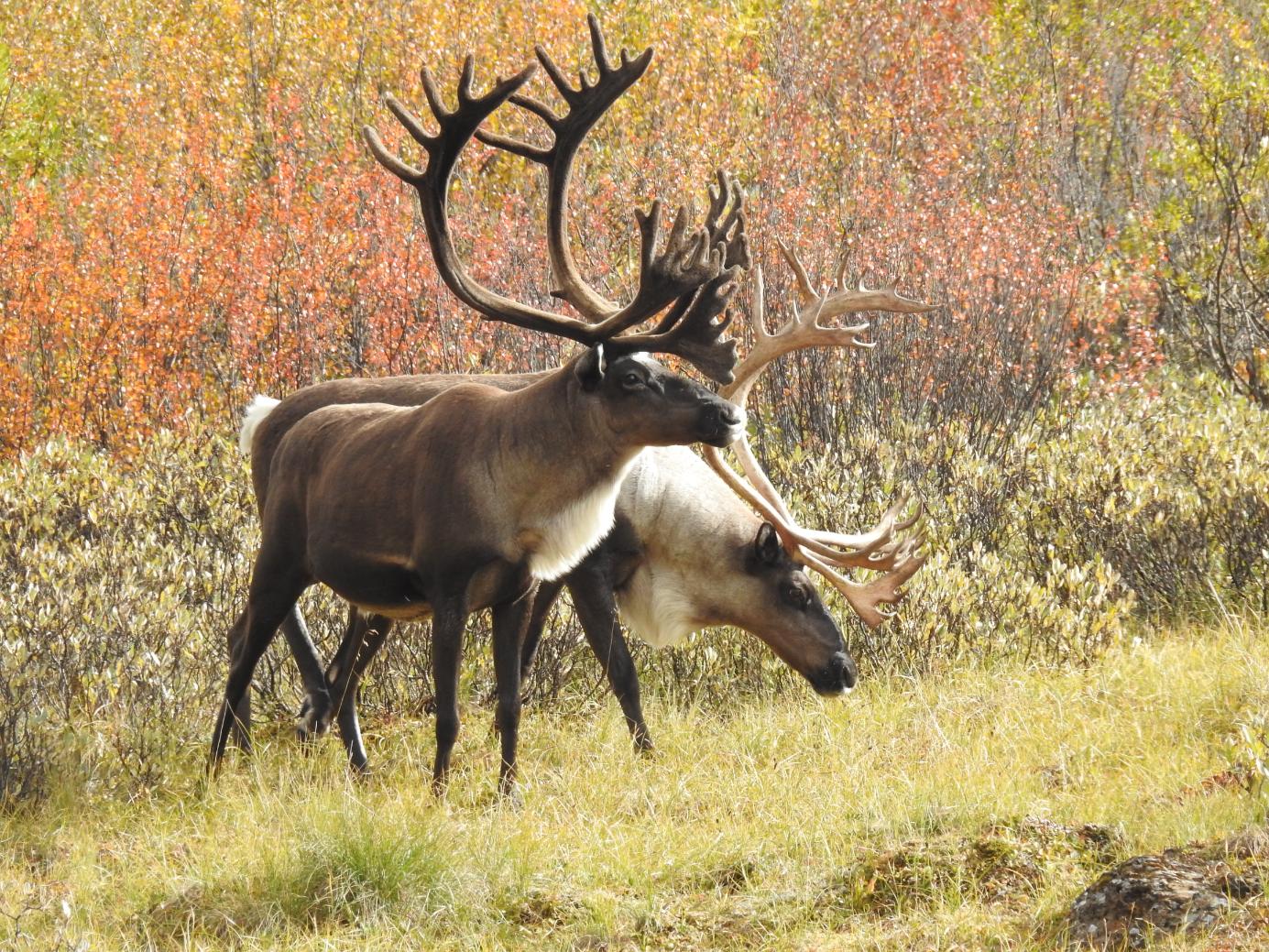 Caribou